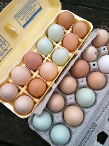 Egg Walk Experiment - Monthly Science and Art Projects for Kids | Green ...